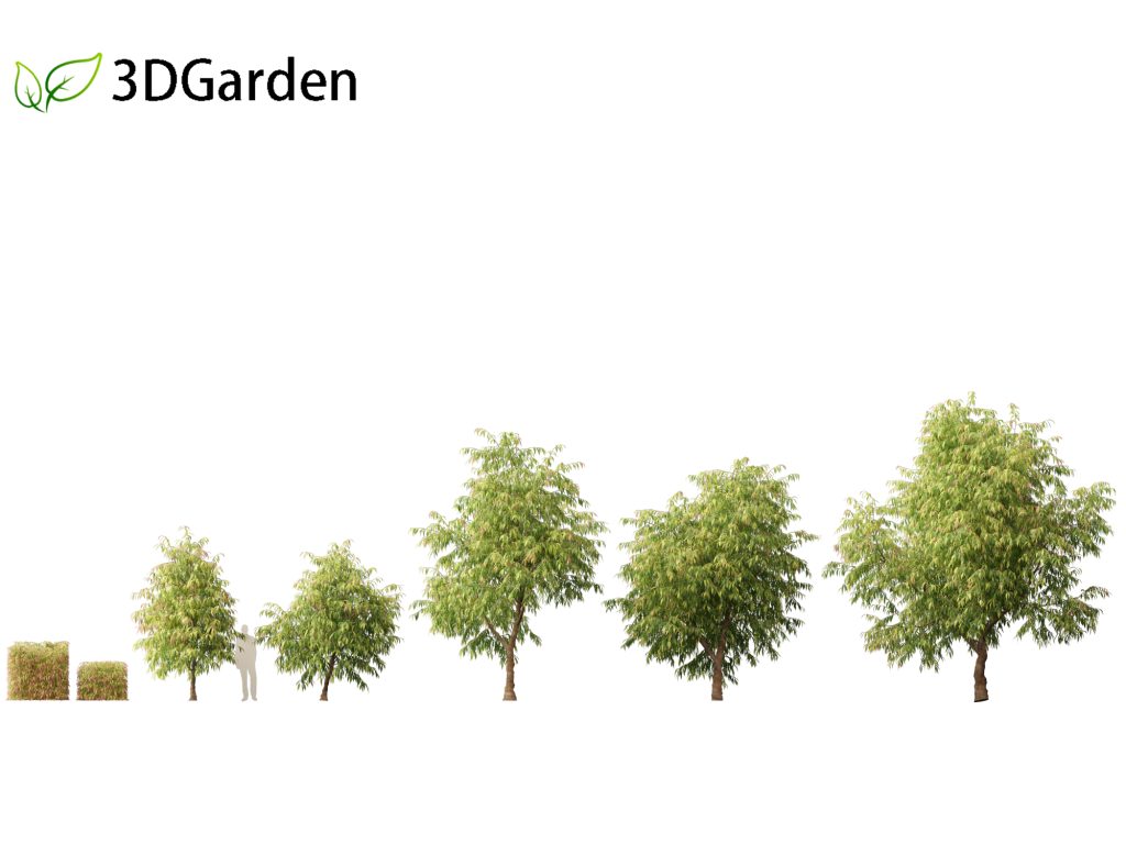 Waterhousea floribunda - Weeping Lilly Pilly 3D Model - 3DGardenPlants