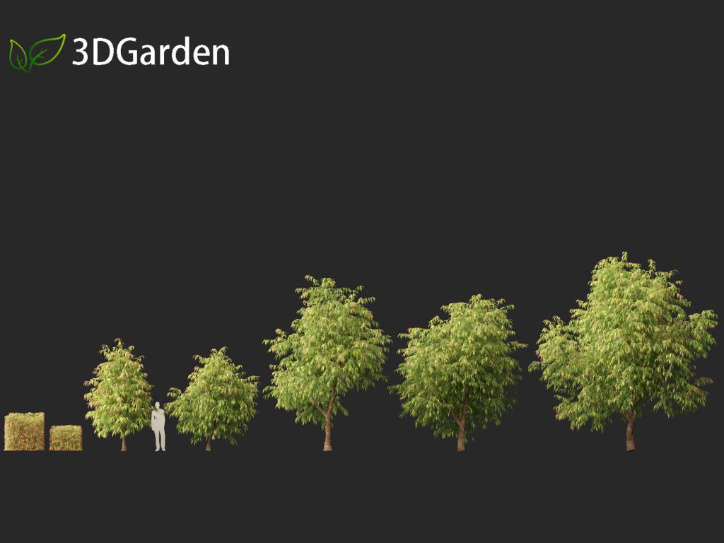 Waterhousea floribunda - Weeping Lilly Pilly 3D Model - 3DGardenPlants