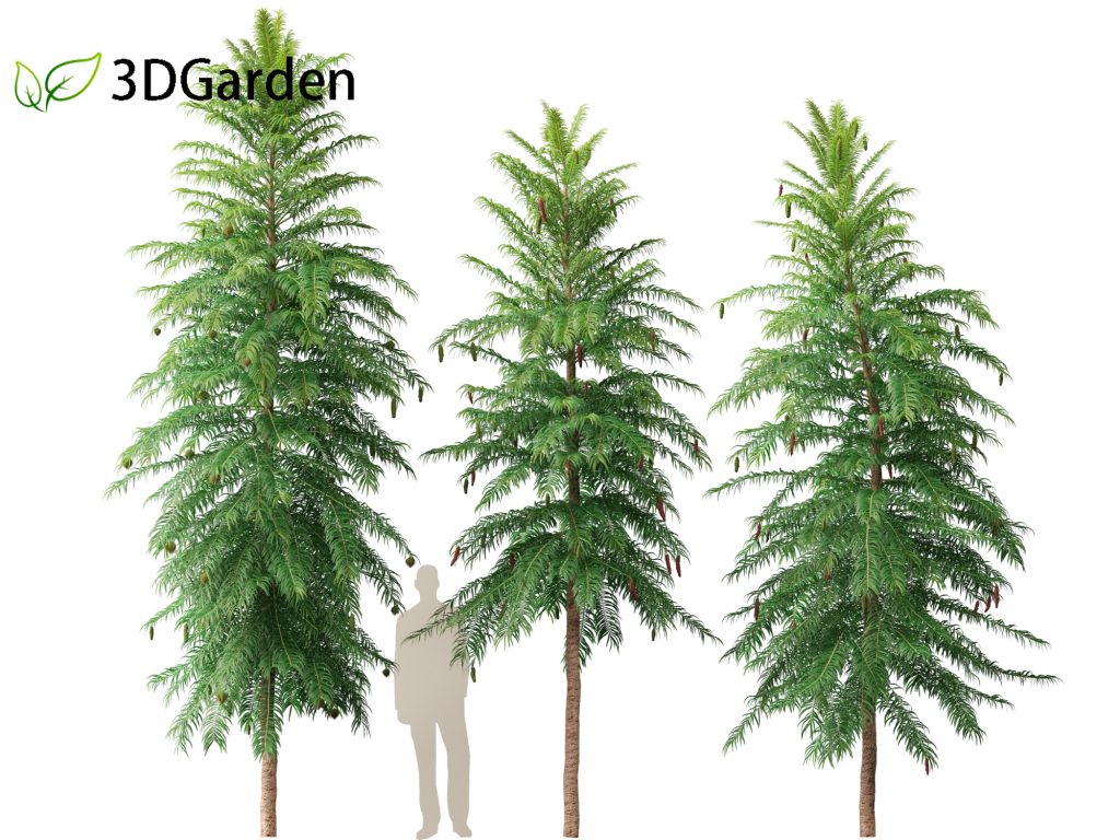 Wollemia nobilis - Wollemi pine 3D Model - 3DGardenPlants