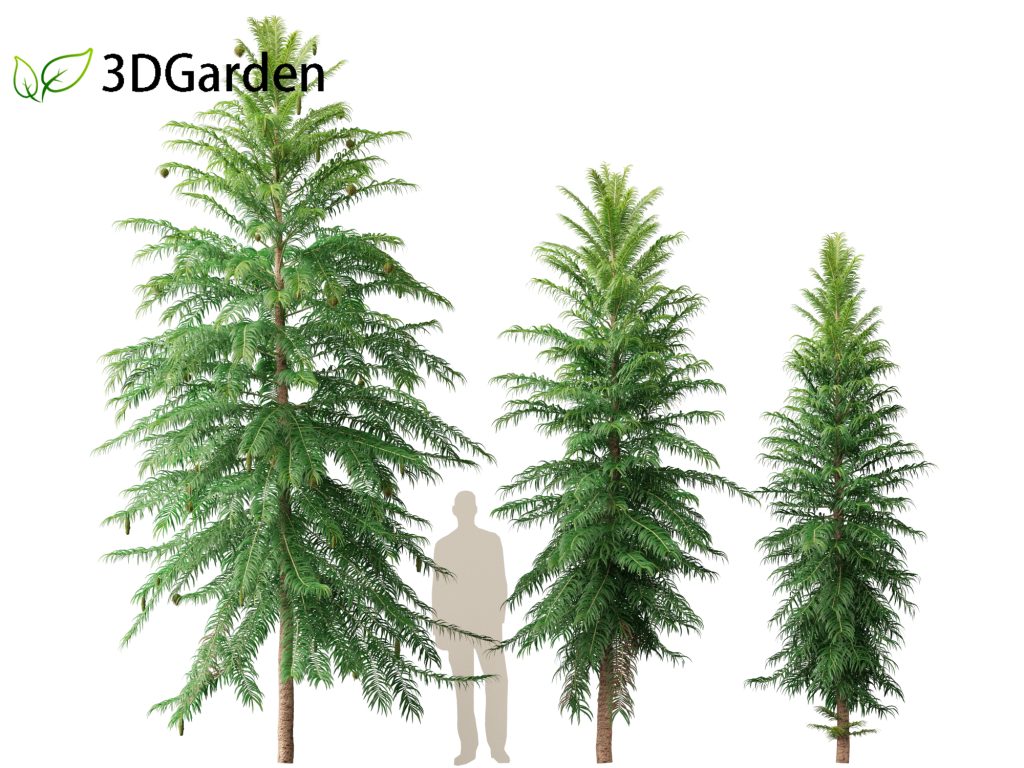 Wollemia nobilis - Wollemi pine 3D Model - 3DGardenPlants