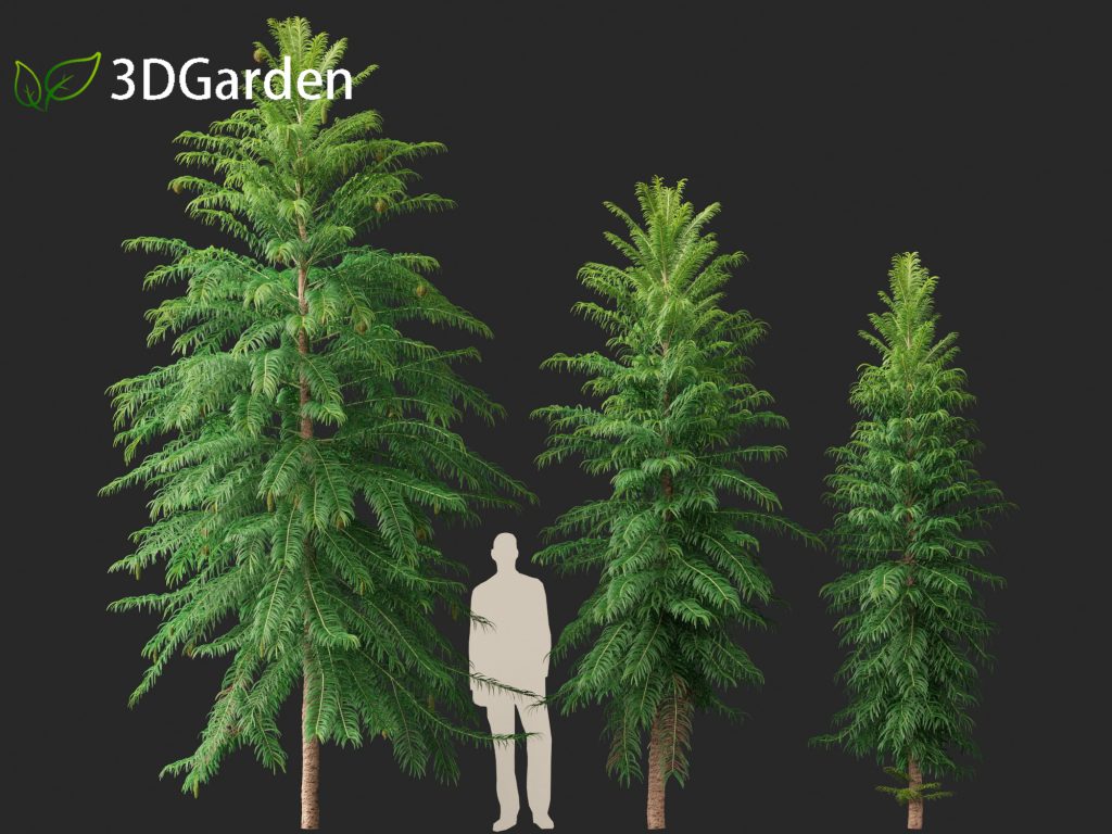 Wollemia nobilis - Wollemi pine 3D Model - 3DGardenPlants