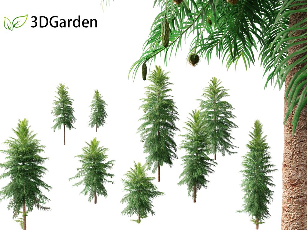Wollemia nobilis - Wollemi pine 3D Model - 3DGardenPlants