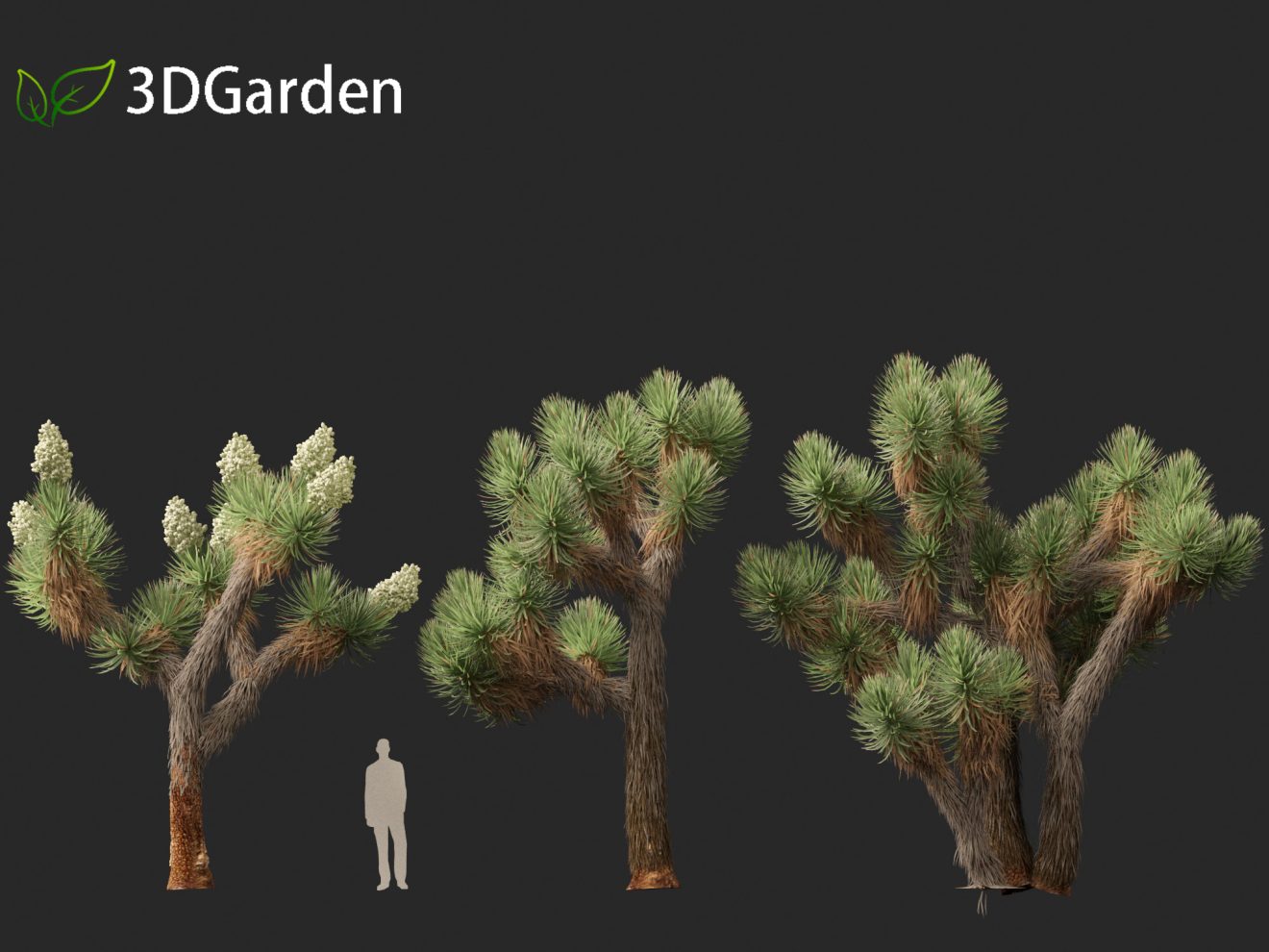 Yucca brevifolia - Joshua tree 3D Model - 3DGardenPlants
