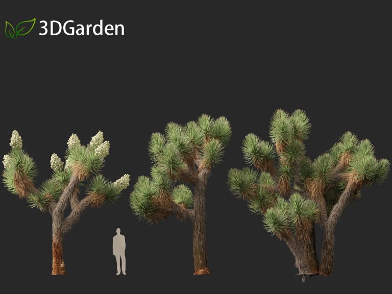 Yucca brevifolia - Joshua tree 3D Model - 3DGardenPlants