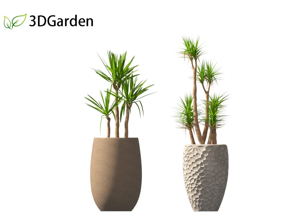 Yucca elephantipes - spineless 3D model - 3DGardenPlants