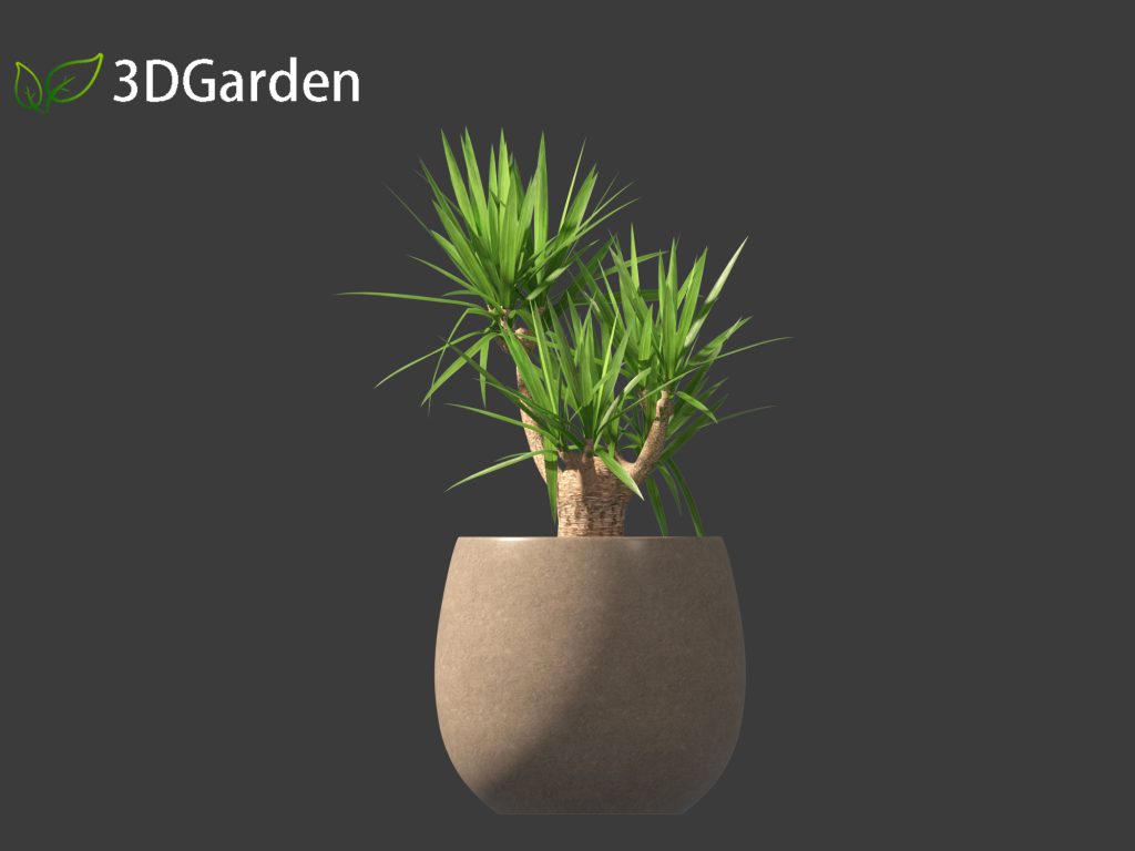 Yucca elephantipes - spineless 3D model - 3DGardenPlants