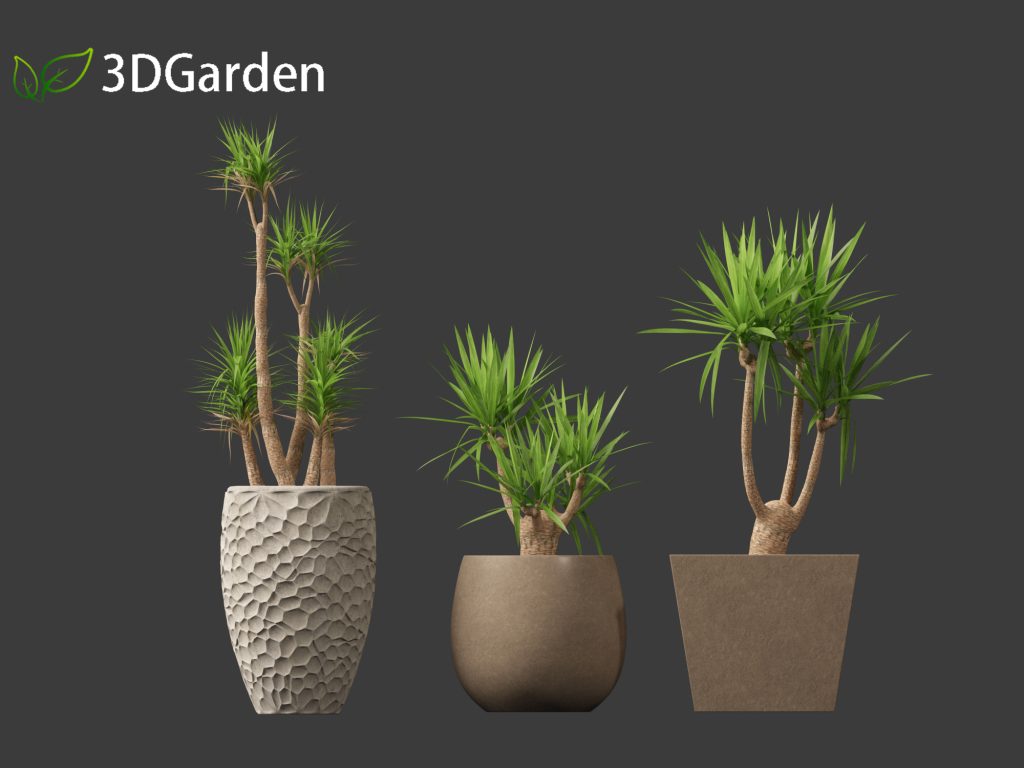Yucca elephantipes - spineless 3D model - 3DGardenPlants