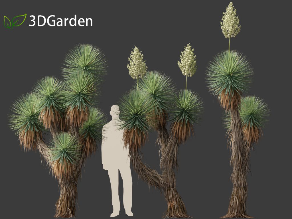 Yucca thompsoniana - Beaked 3D Model - 3DGardenPlants