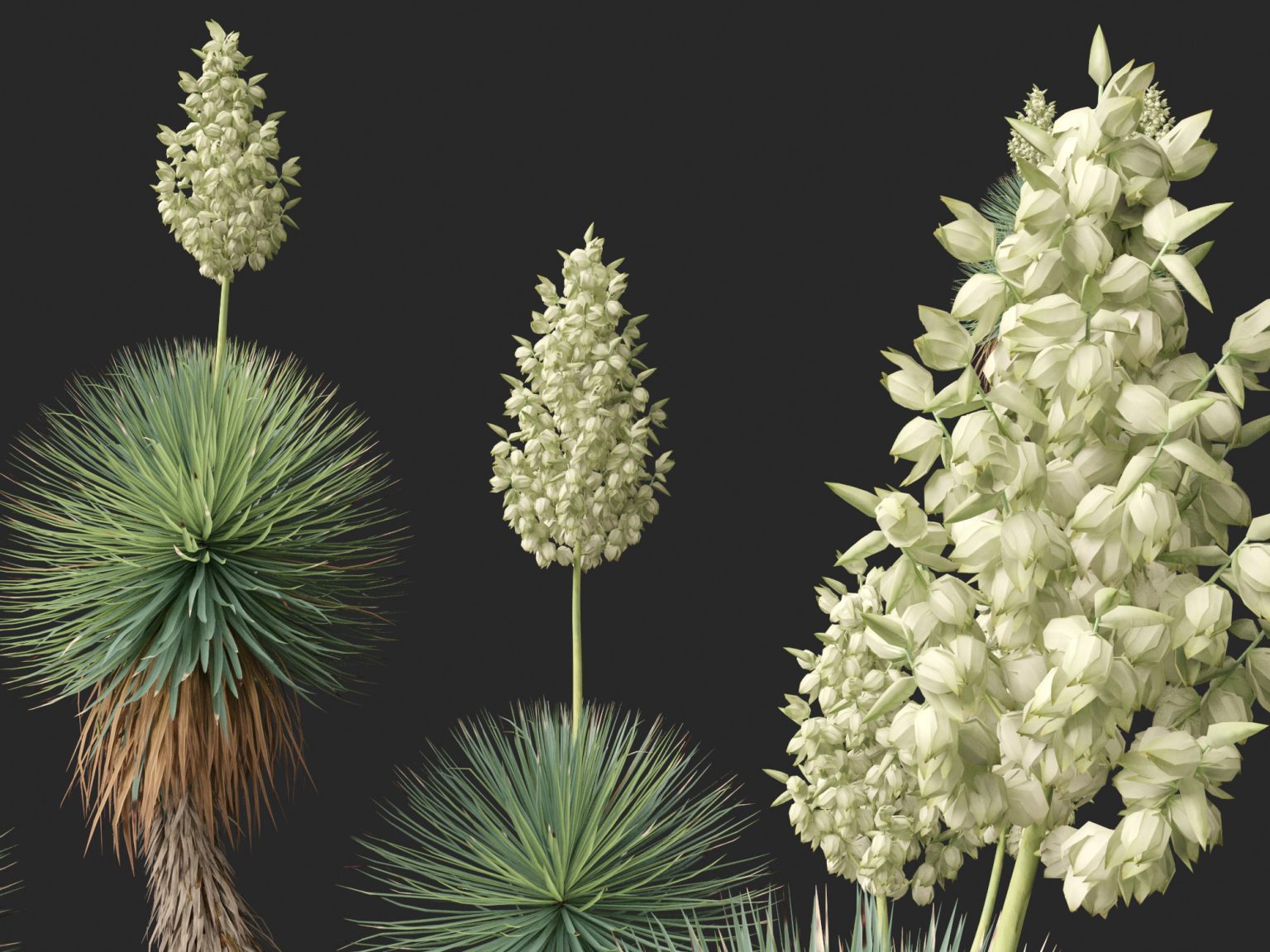 Yucca thompsoniana - Beaked 3D Model - 3DGardenPlants
