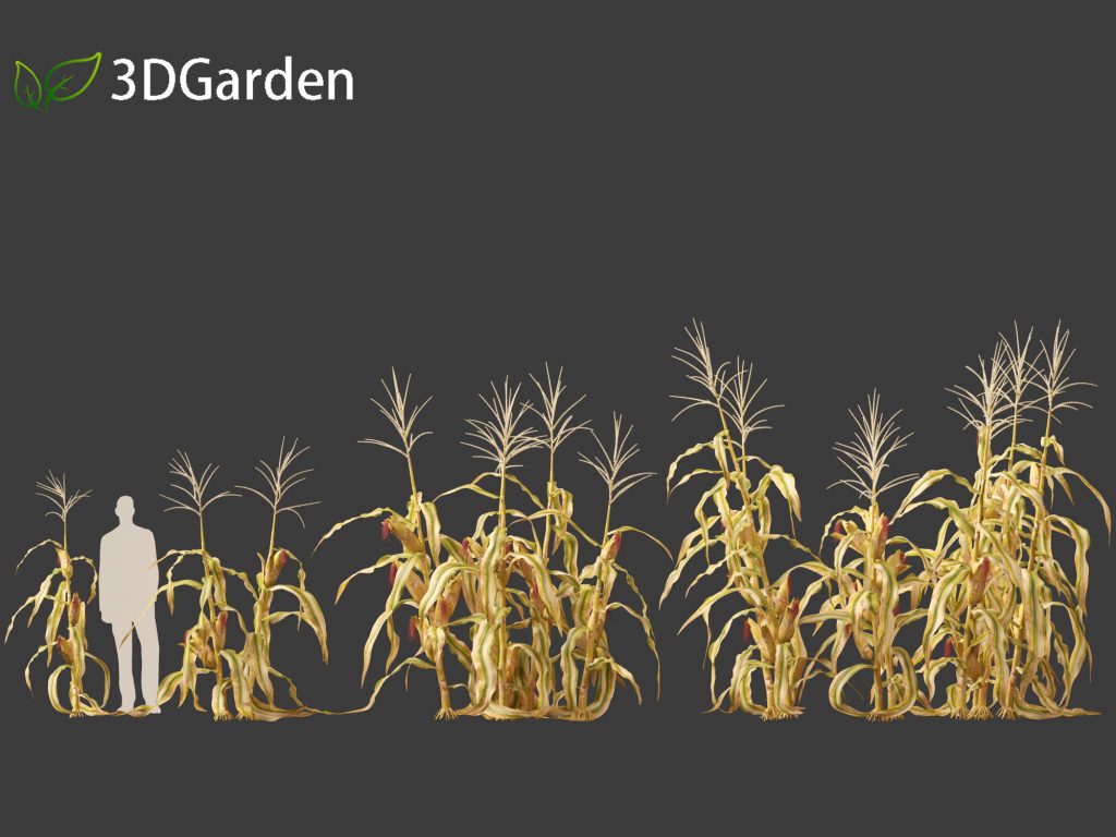 Zea mays - Maize 3D Model - 3DGardenPlants