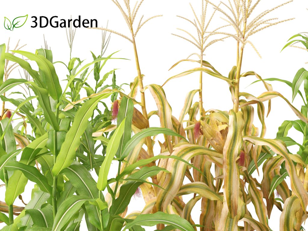 Zea mays - Maize 3D Model - 3DGardenPlants