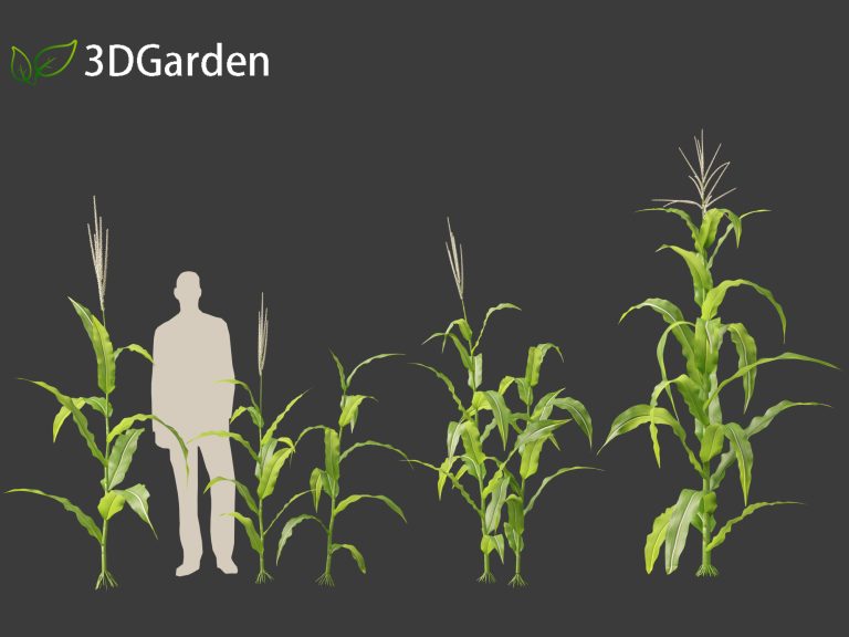 Zea mays - Maize 3D Model - 3DGardenPlants