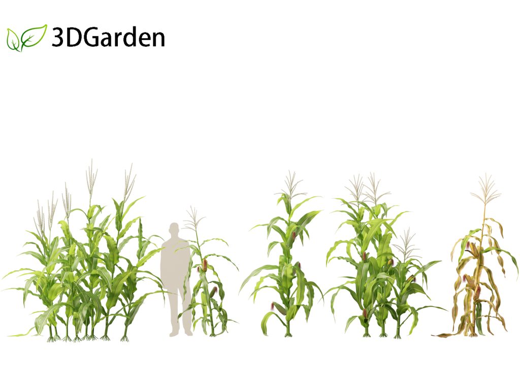 Zea mays - Maize 3D Model - 3DGardenPlants