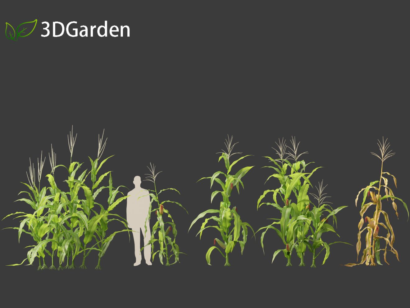 Zea mays - Maize 3D Model - 3DGardenPlants