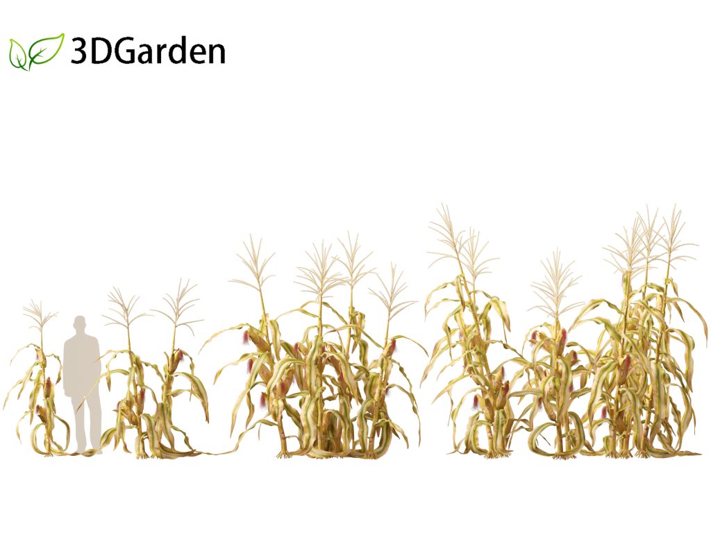 Zea mays - Maize 3D Model - 3DGardenPlants