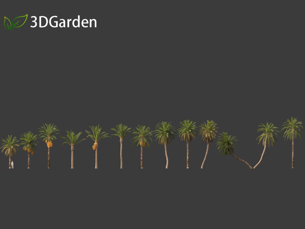 Phoenix dactylifera – Date palm 3D Model - 3DGardenPlants