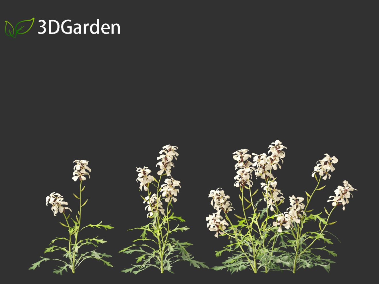Eruca vesicaria – Arugula 3D Model - 3DGardenPlants