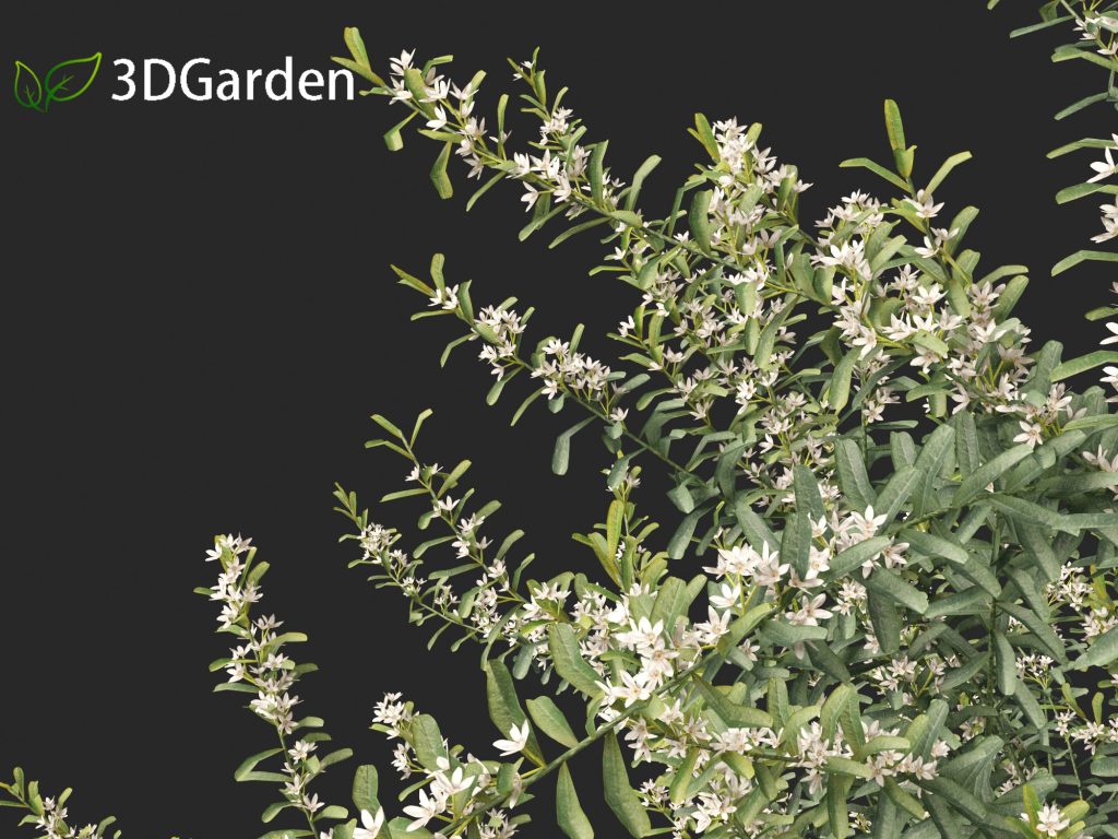 Philotheca Myoporoides Ruby Cascade - Wax Flower 3D Model - 3DGardenPlants