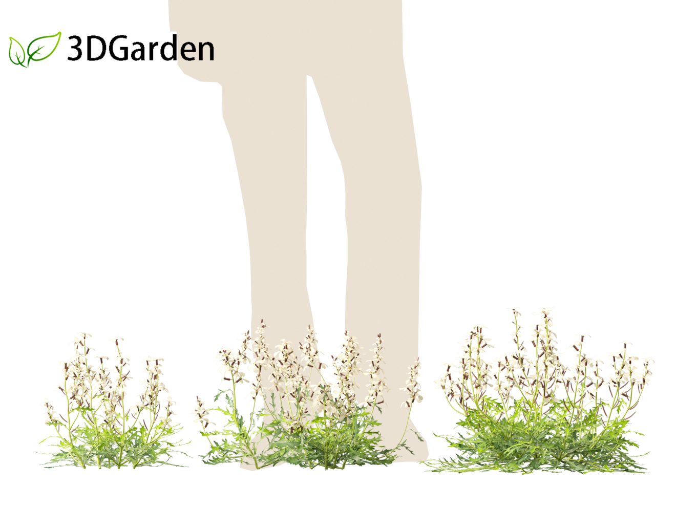 Eruca vesicaria – Arugula 3D Model - 3DGardenPlants