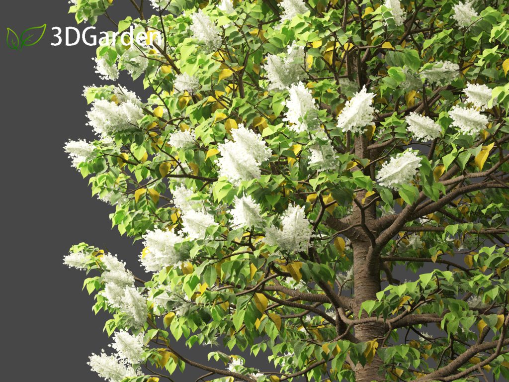 Syringa reticulata – Japanese tree lilac 3D Model - 3DGardenPlants