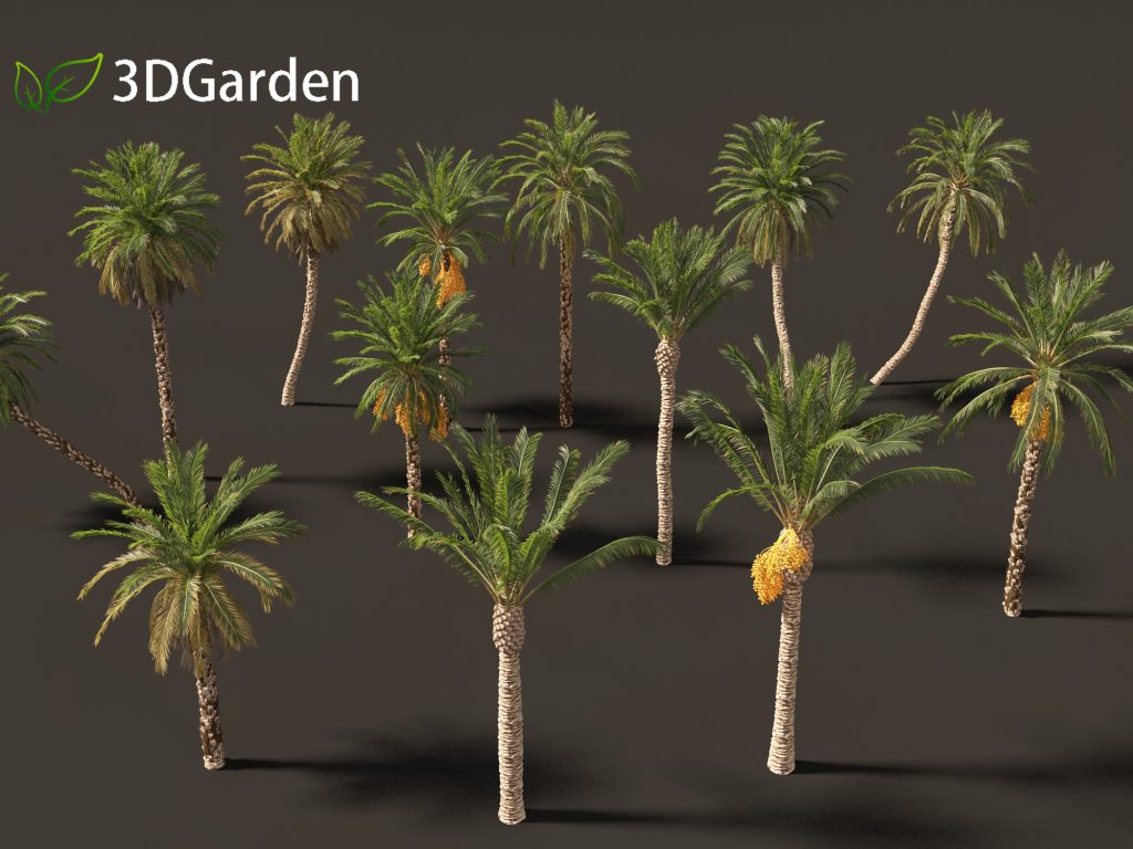 Phoenix dactylifera – Date palm 3D Model - 3DGardenPlants