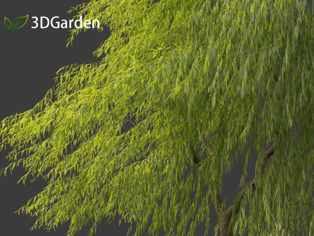Salix babylonica - Weeping willow 11 Windy Tree 3D Model - 3DGardenPlants