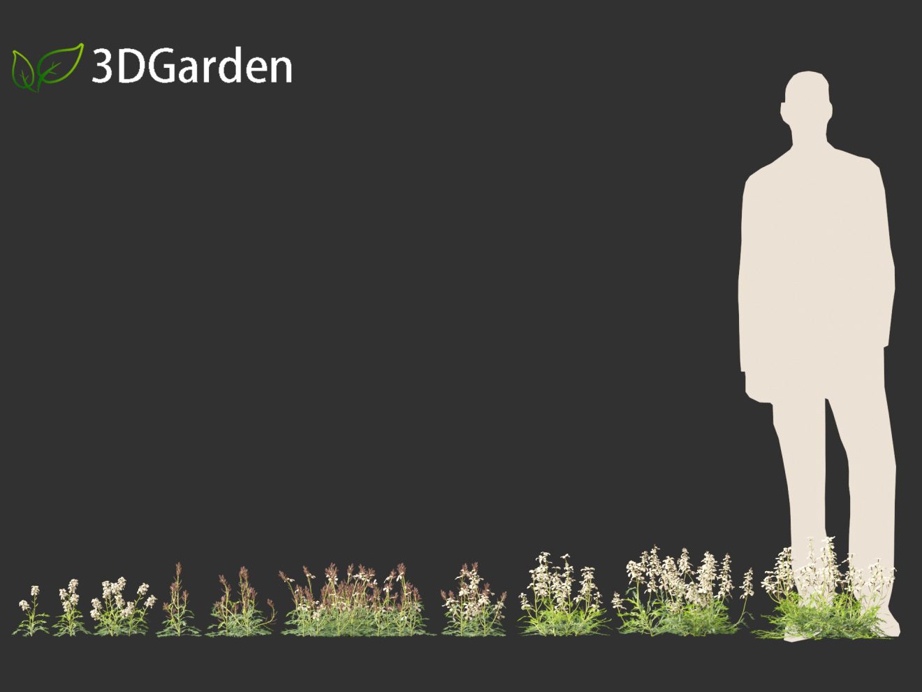 Eruca vesicaria – Arugula 3D Model - 3DGardenPlants
