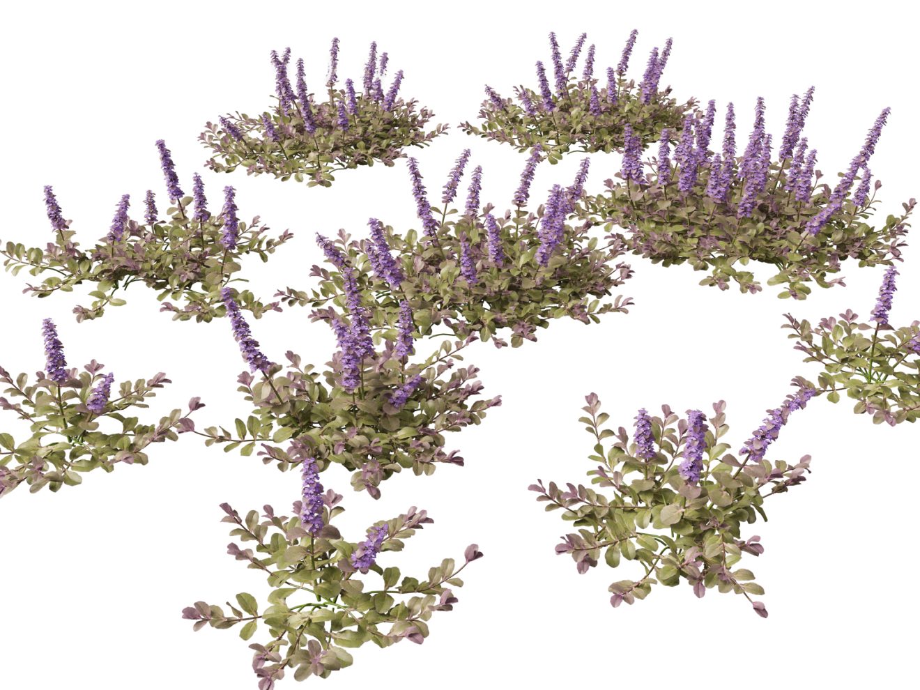 Groundcovers Pack 23