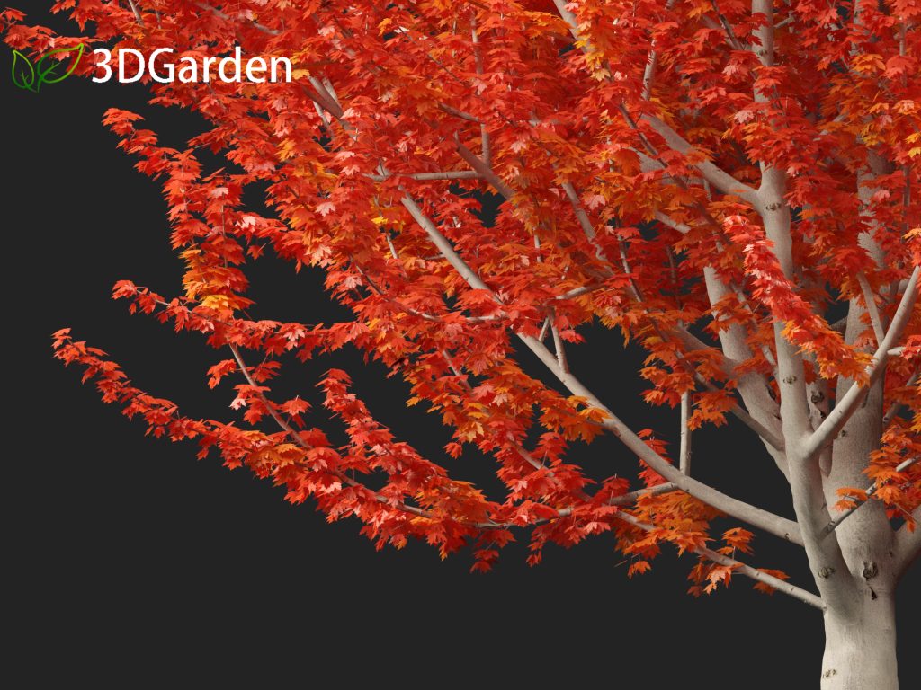 Acer x freemanii - Freeman maple 3D Model