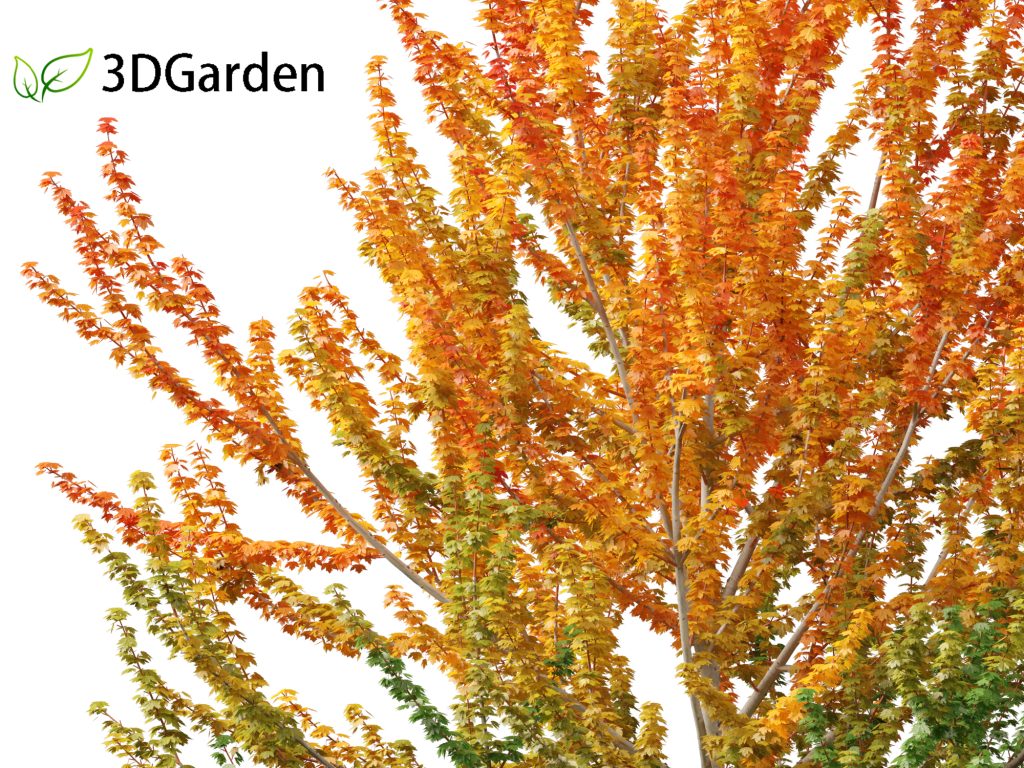 Acer x freemanii Scarsen SCARLET SENTINEL - Freeman maple