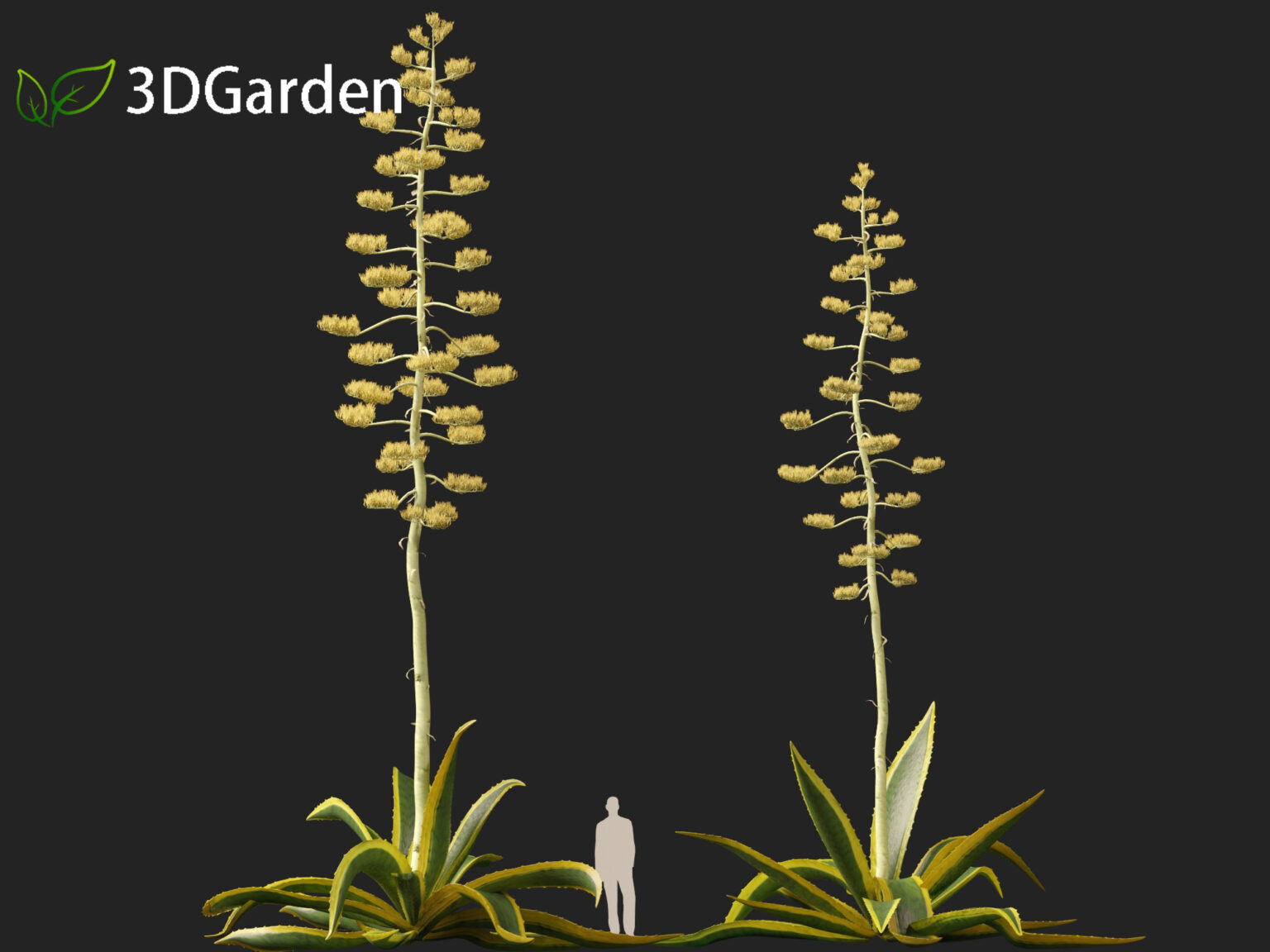 Agave americana - the century plant 3D Model