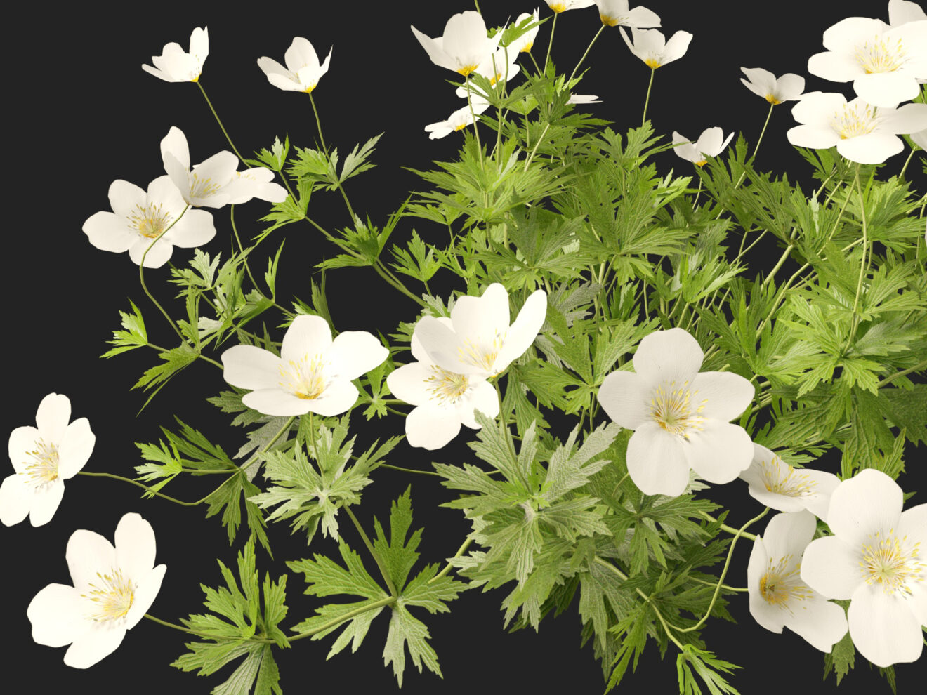 Canada Anemone canadensis 3D Model