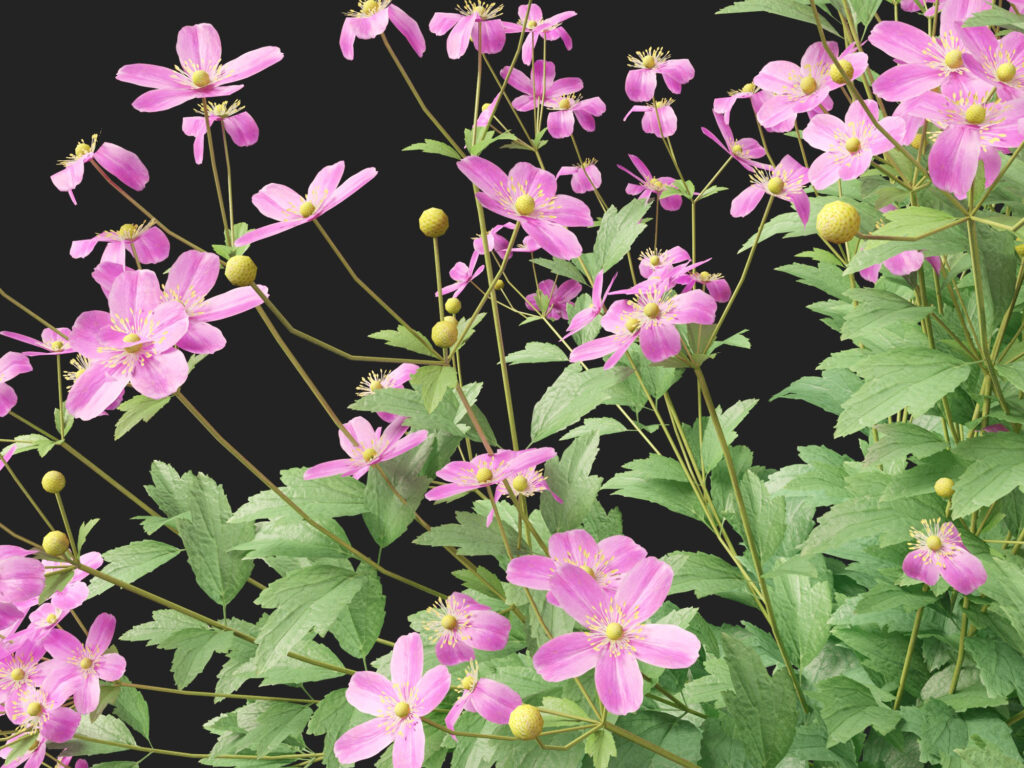 Anemone hupehensis - Thimbleflower 3D Model