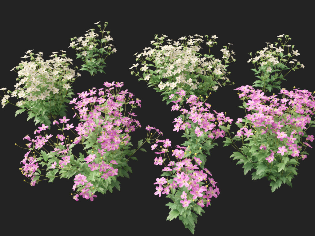 Anemone hupehensis - Thimbleflower 3D Model