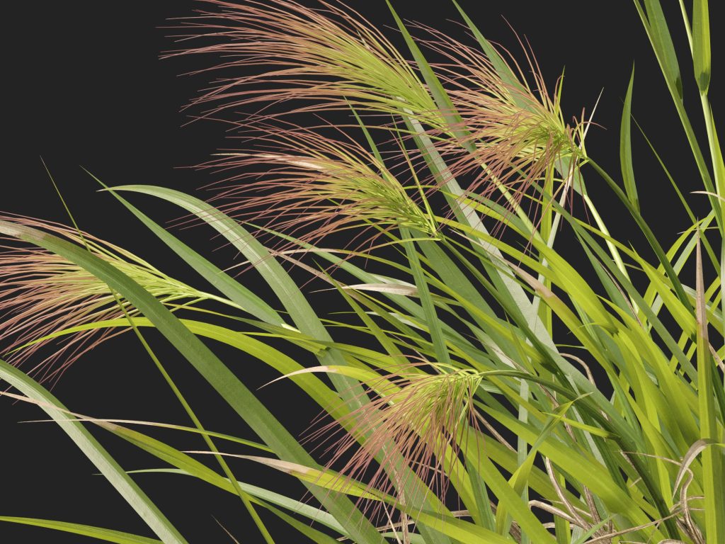 Aristida behriana - Bunch Wiregrass 3D Model