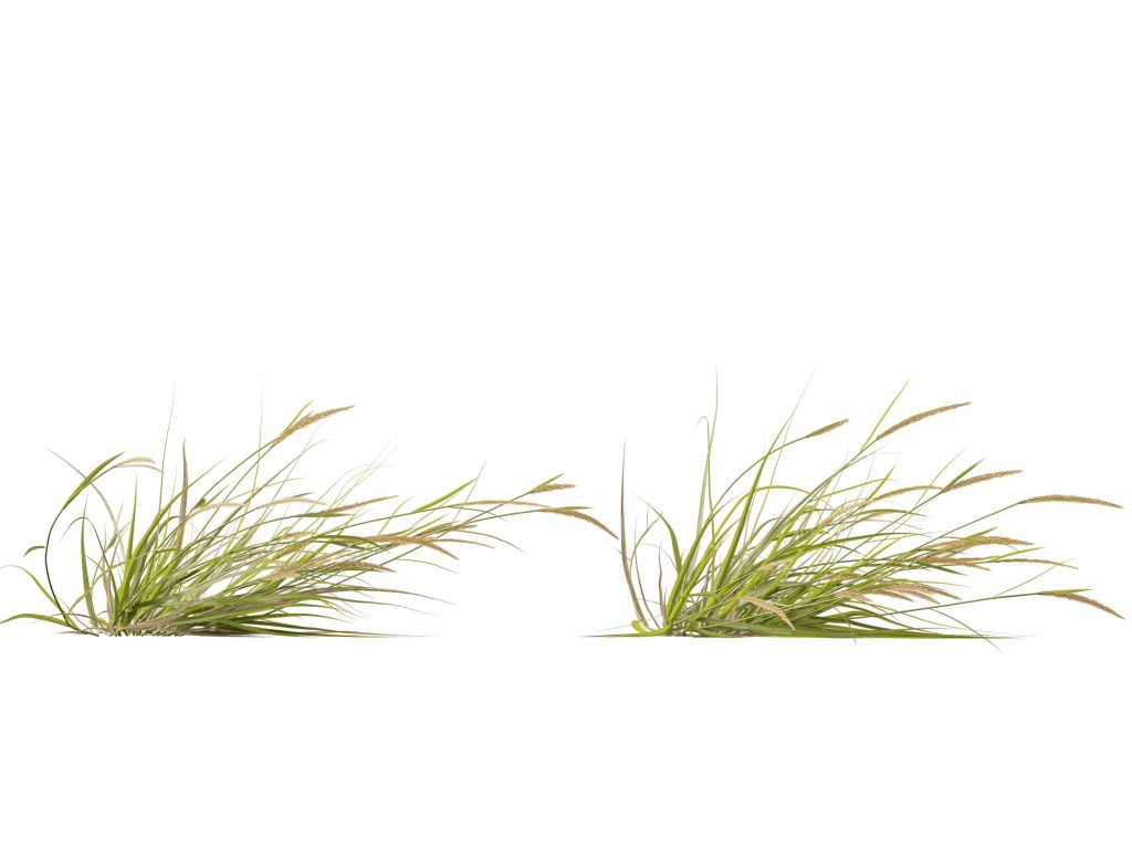 Astrebla lappacea - Curly Mitchell grass 3D Model