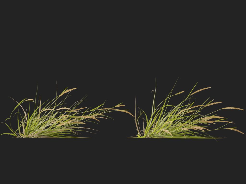 Astrebla lappacea - Curly Mitchell grass 3D Model