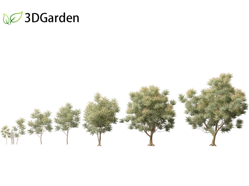 Azadirachta indica - neem tree 3D Model