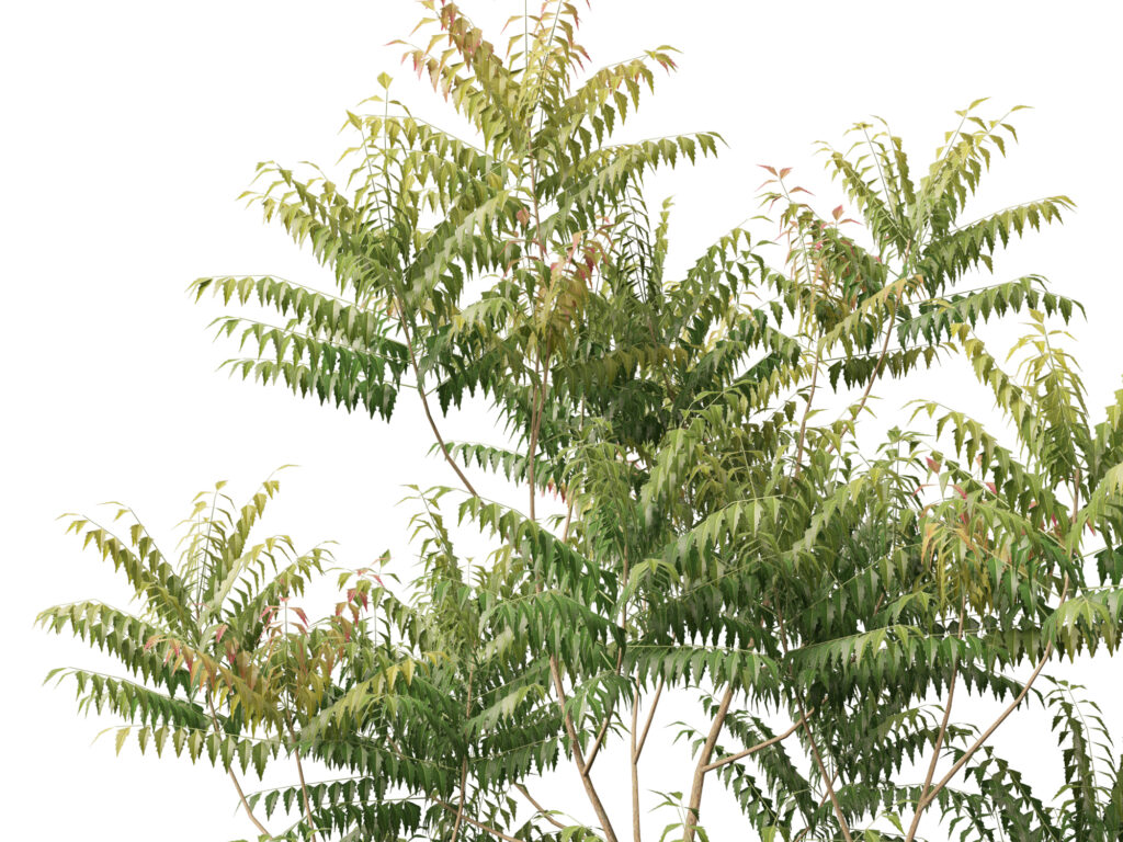 Azadirachta indica - neem tree 3D Model
