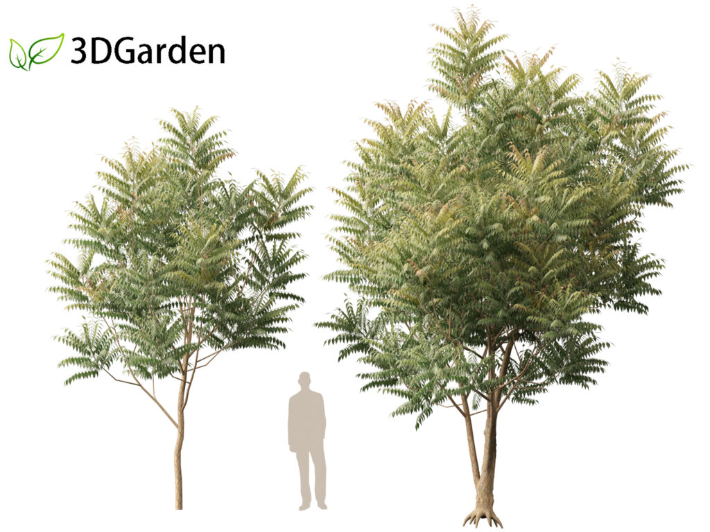 Azadirachta indica - neem tree 3D Model