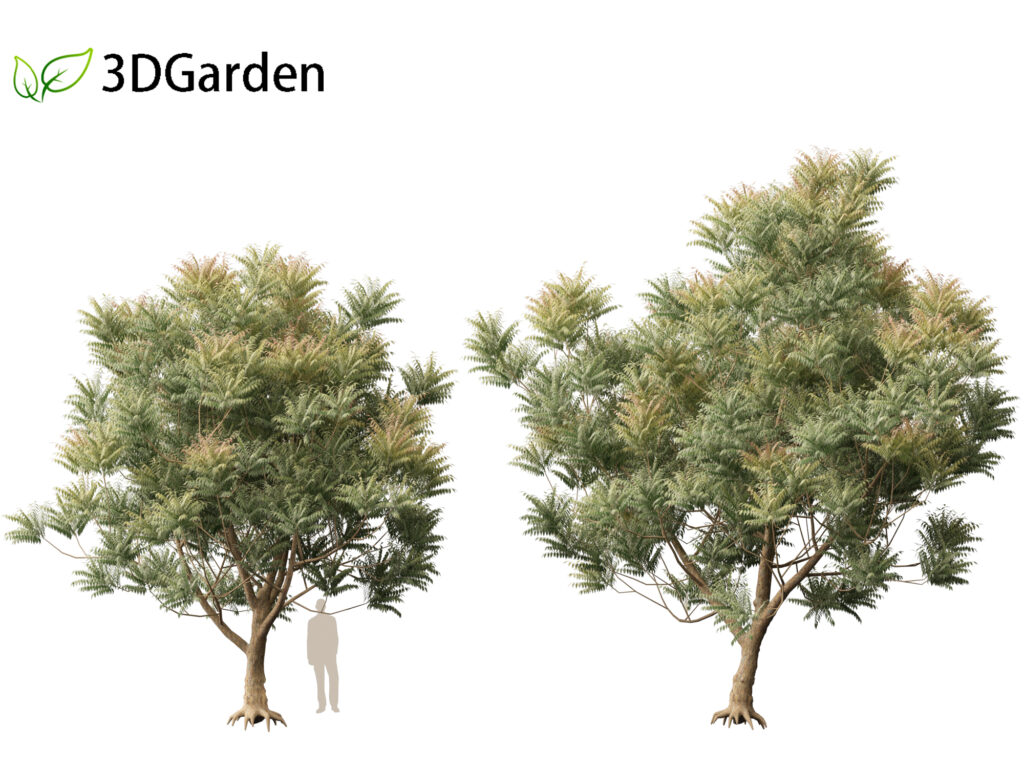 Azadirachta indica - neem tree 3D Model