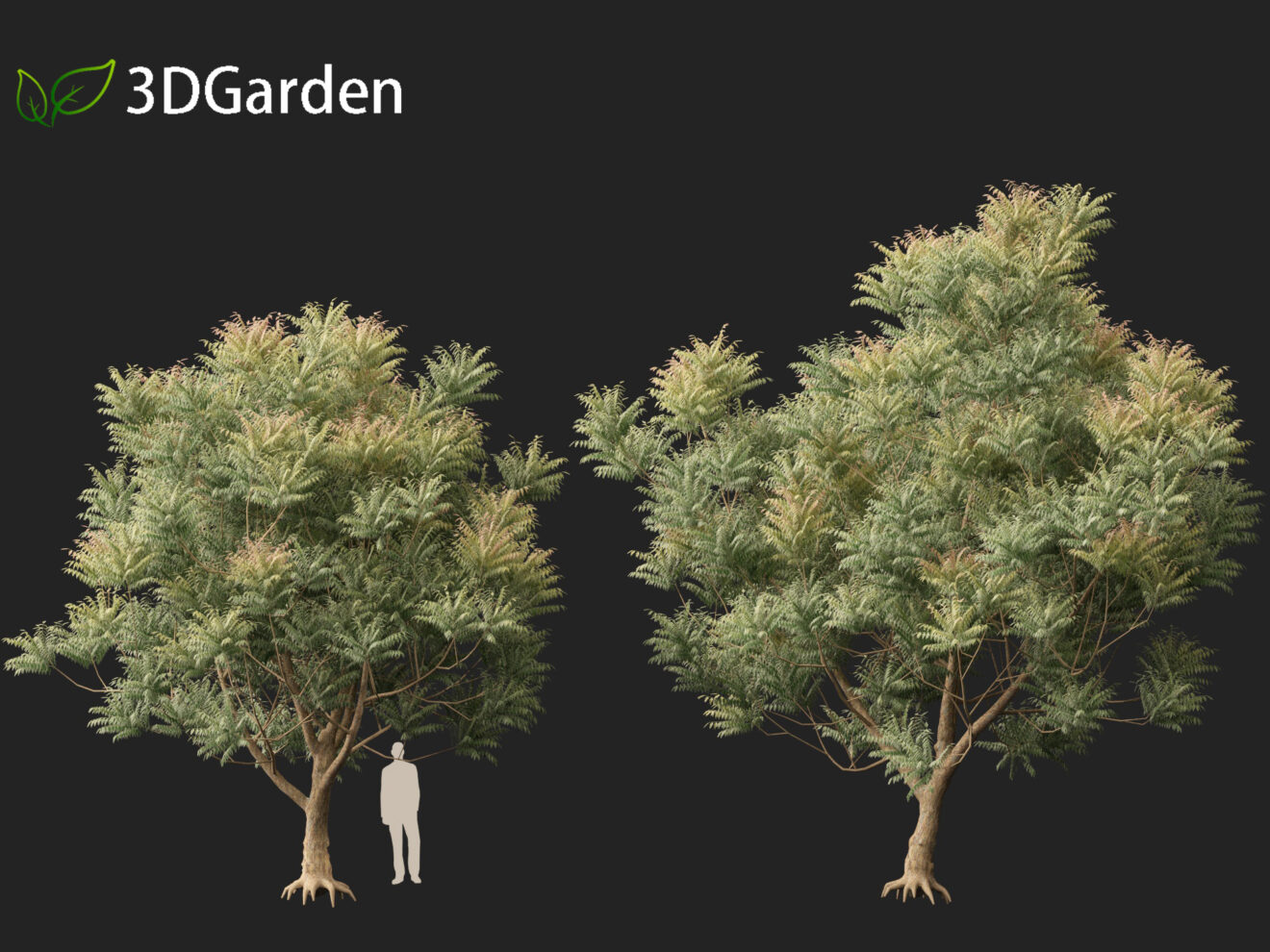 Azadirachta indica - neem tree 3D Model