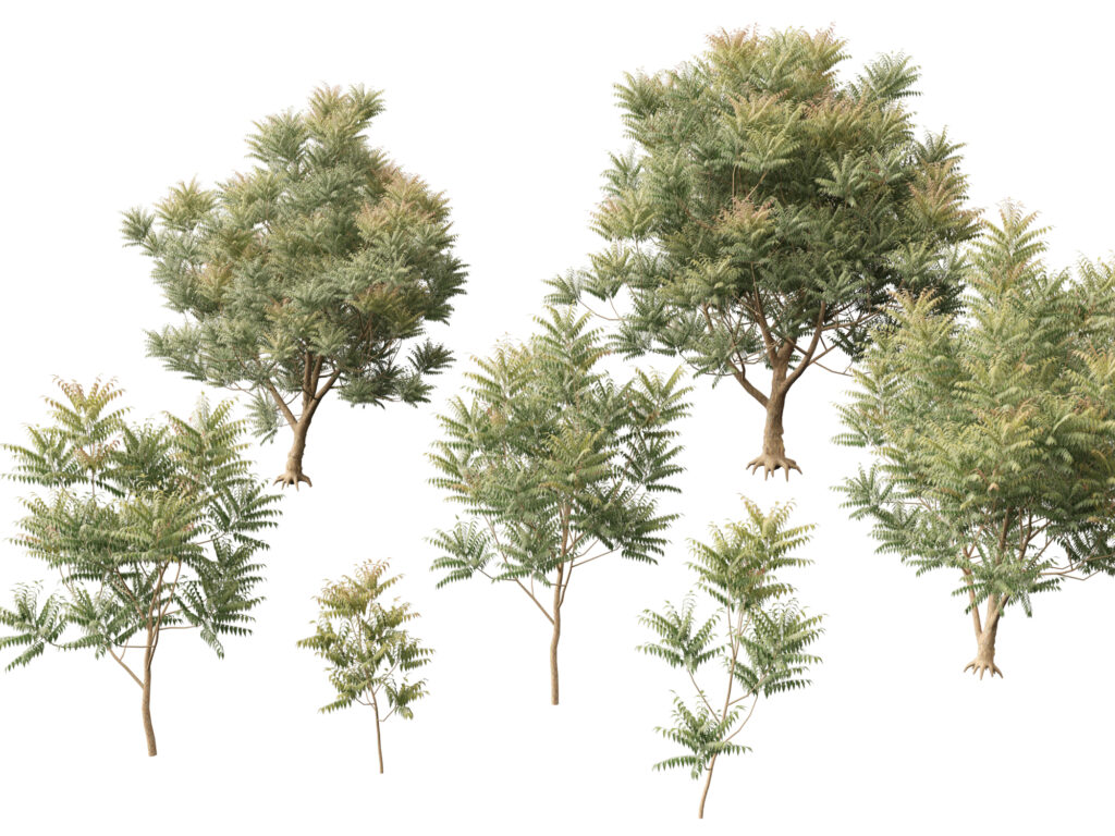 Azadirachta indica - neem tree 3D Model