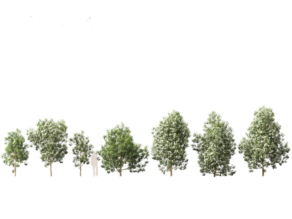 Australian Native Trees Pack 31