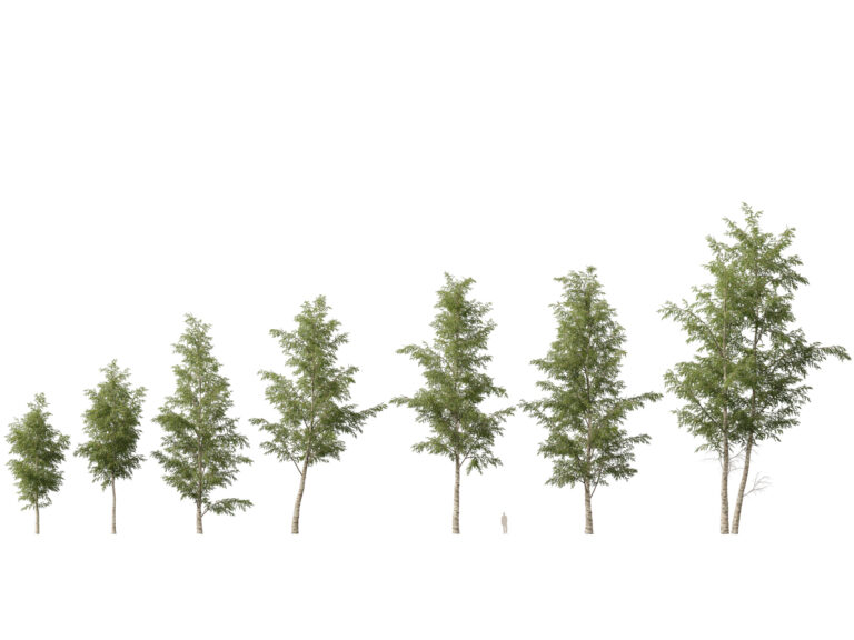 Twinmotion Plants, Tree, Grass 3D Models Free Download