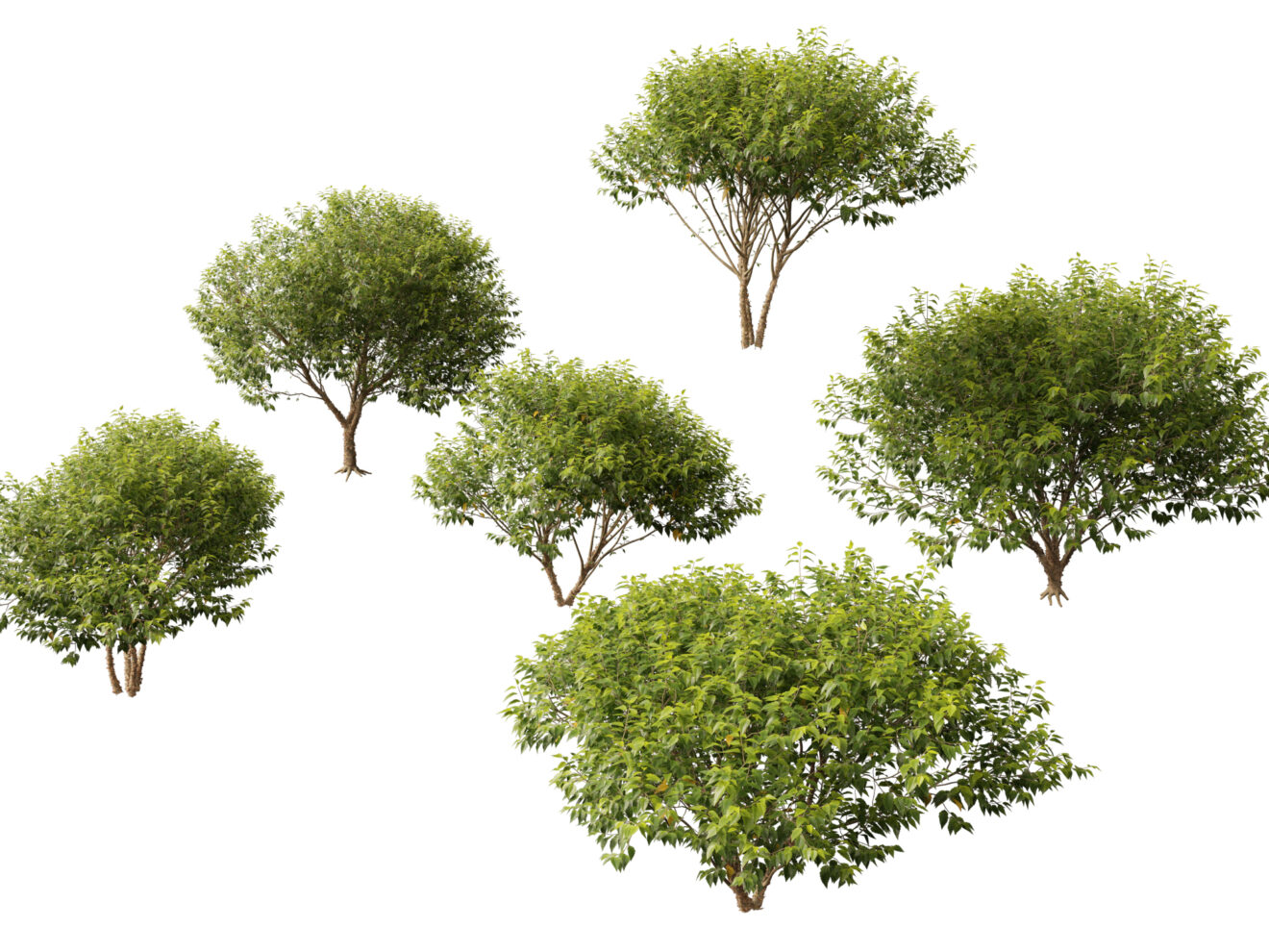 Twinmotion Plants, Tree, Grass 3D Models Free Download