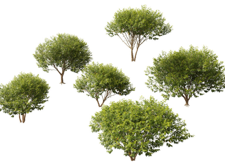 Twinmotion Plants, Tree, Grass 3D Models Free Download