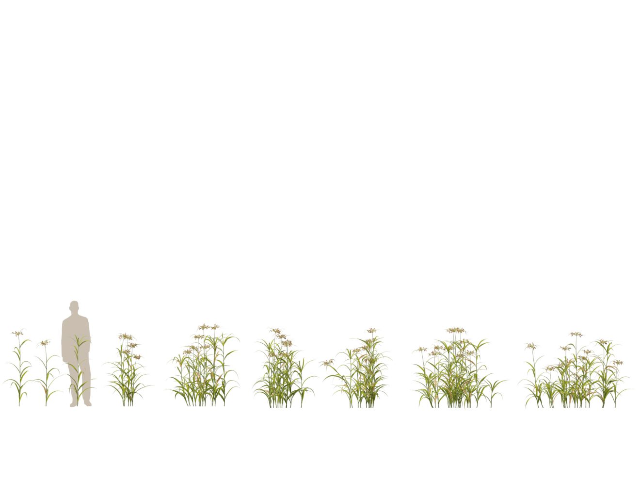 Bolboschoenus fluviatilis - River bulrush 3D Model