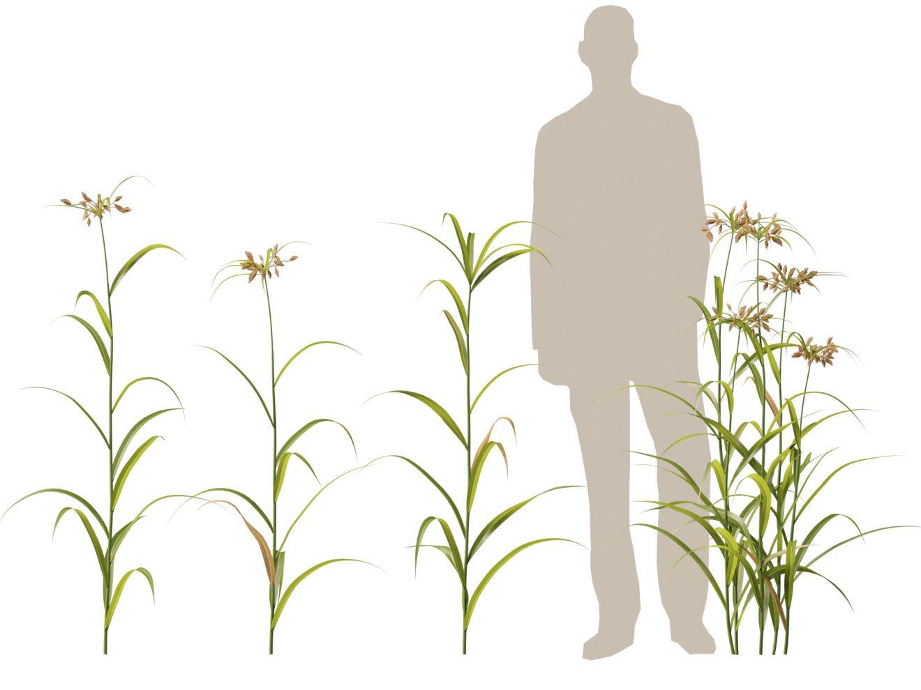 Bolboschoenus fluviatilis - River bulrush 3D Model