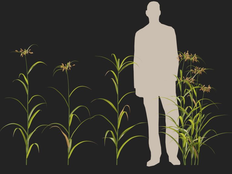 Bolboschoenus fluviatilis - River bulrush 3D Model